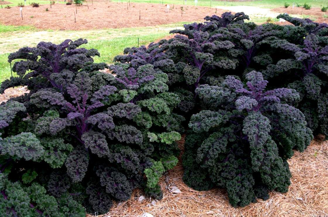 Капуста = 3 способа выращивания + ЧИПСЫ                  #GARDEN #FARM