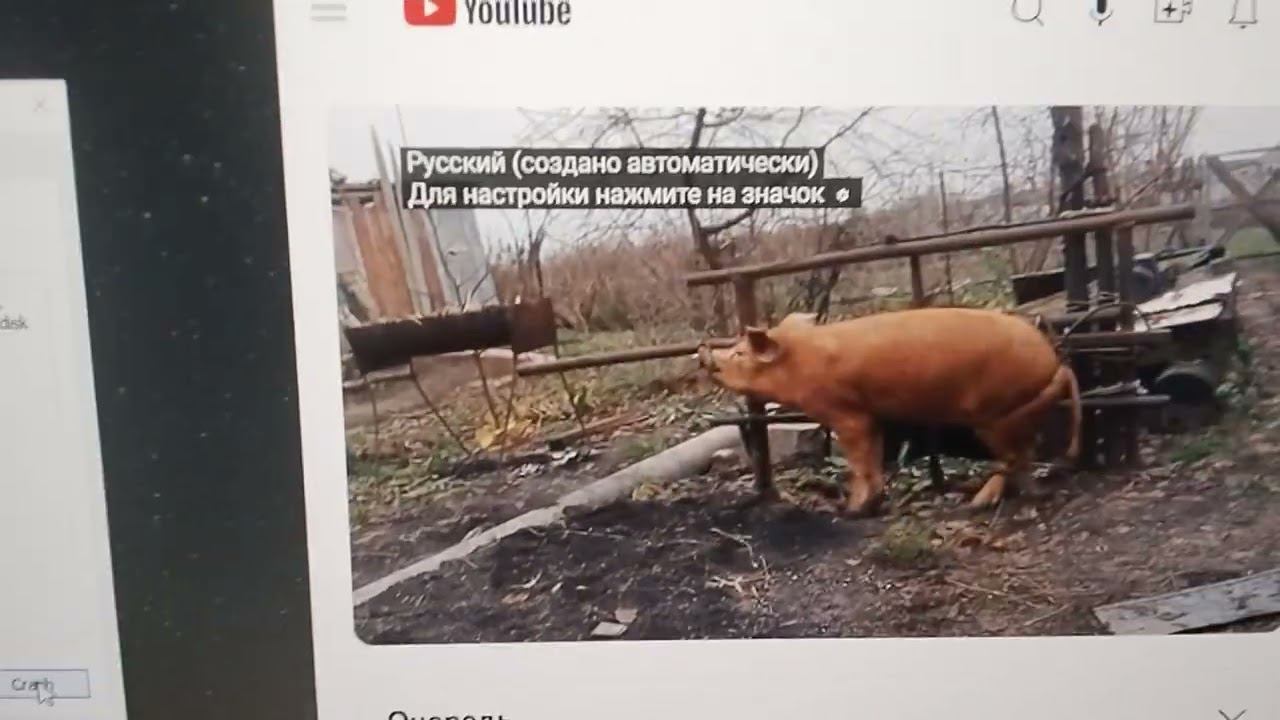 свинья + синий экран смерти #компьютер #синийэкран #pig