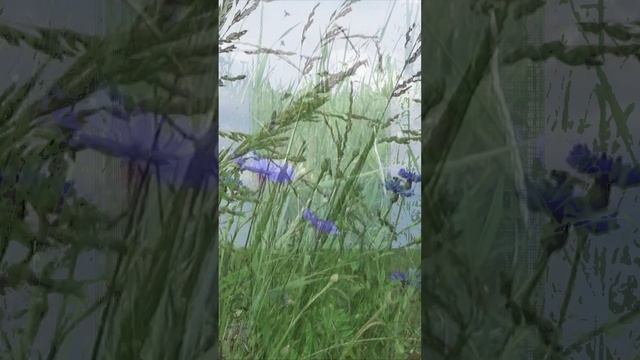лето поле васильки
