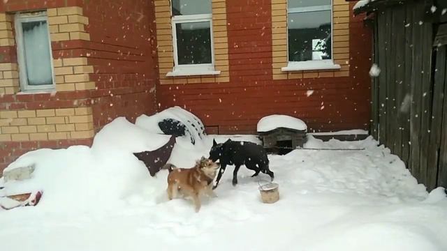 Наши озорники