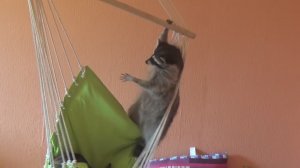 Война кота и енота за место