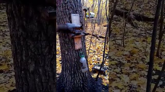 Кафе "Лесное" Тольятти
