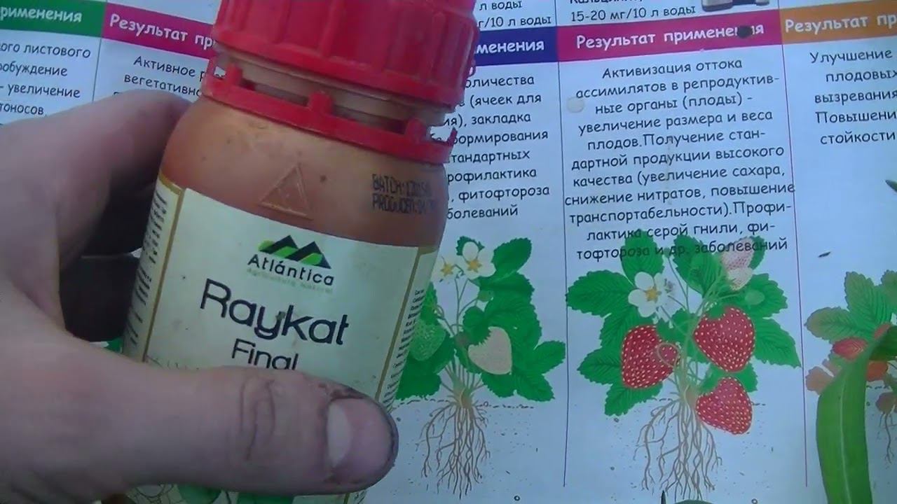 Чем работать по ягоде клубники?