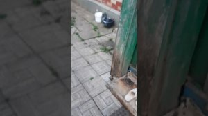 Жорик.
