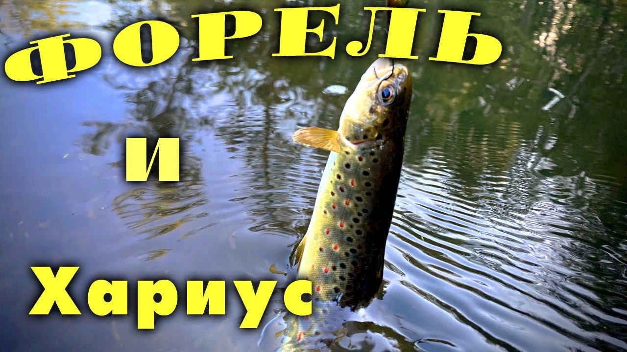 Форель и Хариус. Рыбалка в Ленинградской области. Август 2023.