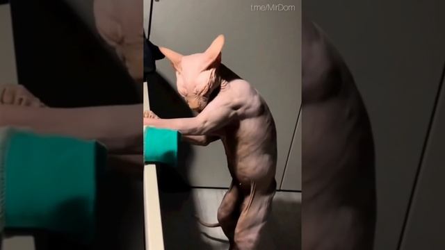 Кот качок