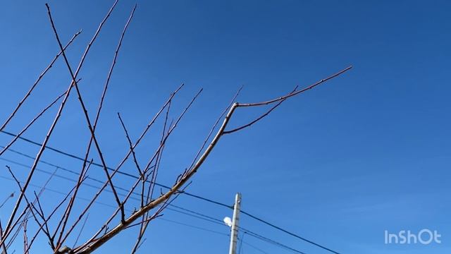 Весенняя обрезка сливы?. Что резать, а что оставлять?