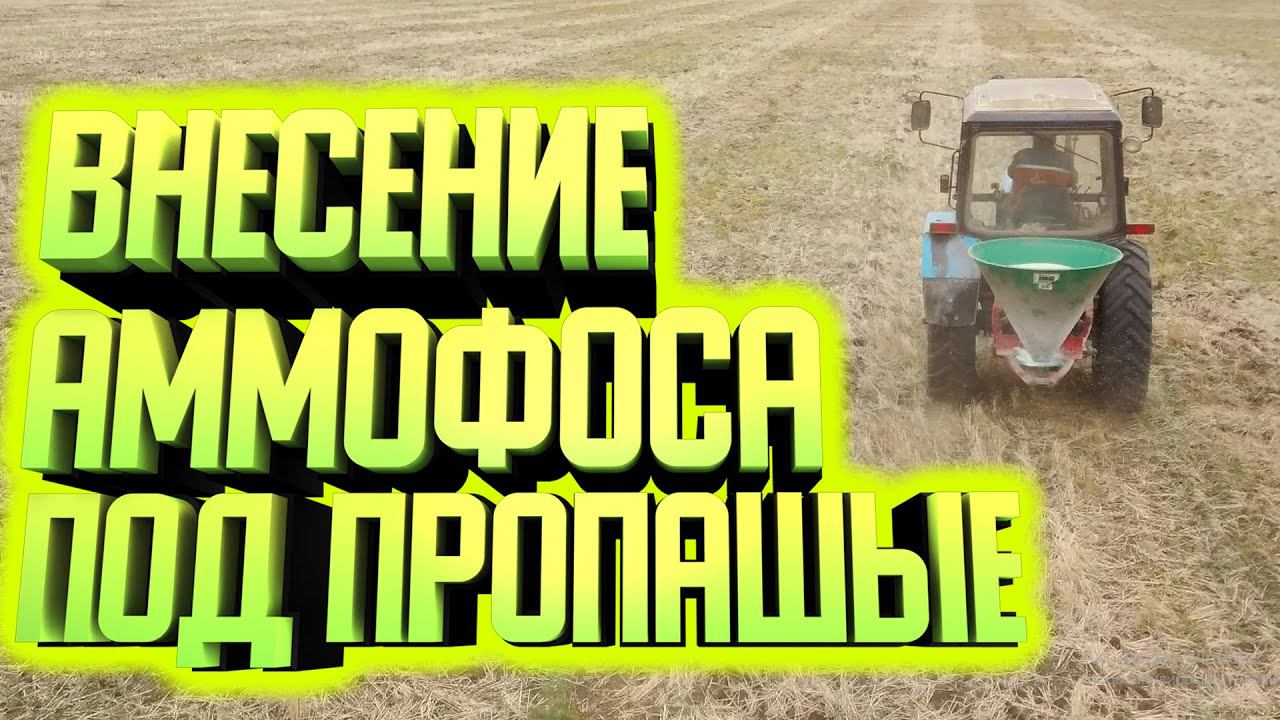 МТЗ 82.1 с РУМОМ. Внесение удобрения под пропашные. Аммофос для подсолнечника.