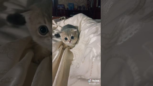 Кот Мэйсон