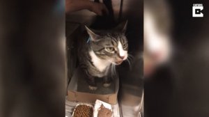 Разговорчивая кошка