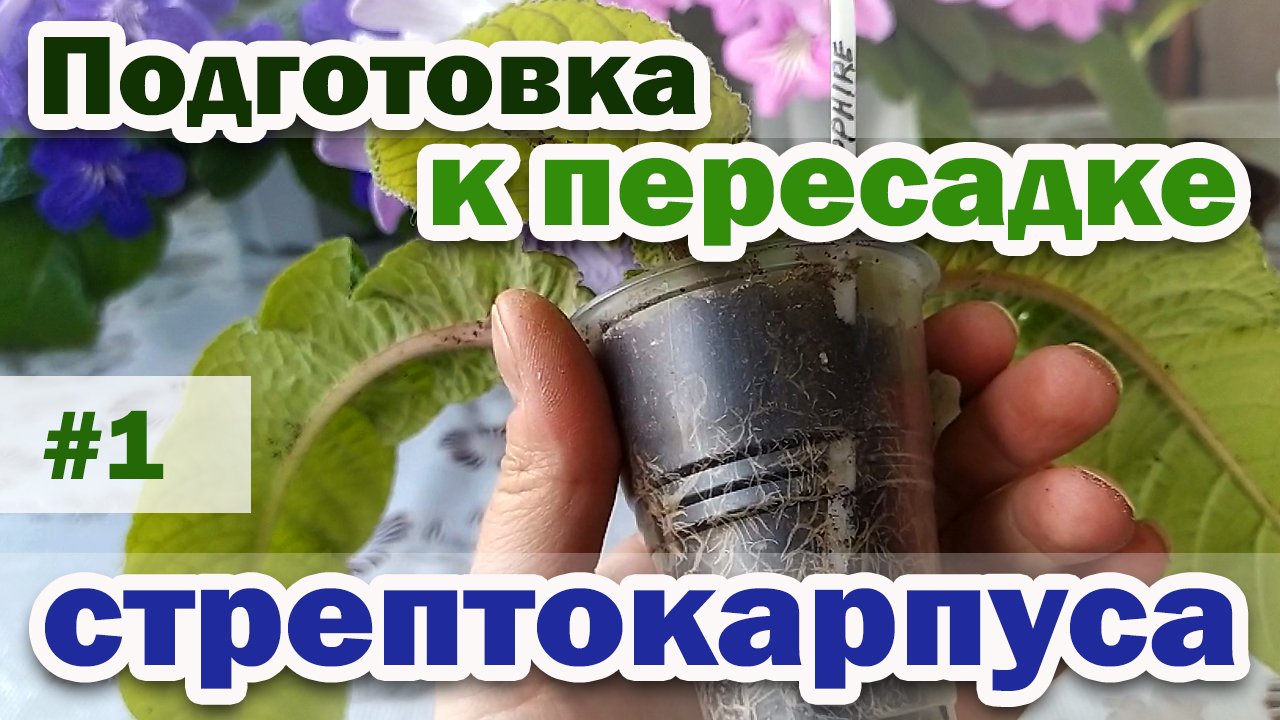 СУБСТРАТ, грунт ДЛЯ СТРЕПТОКАРПУСА. Что надо для пересадки. #1