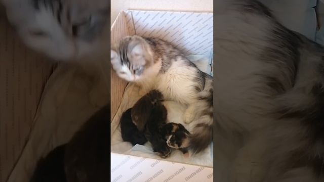Сибирская кошечка Беатрис кормит своих котят ?