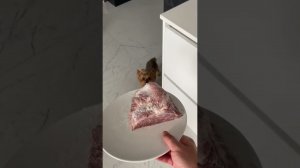 ЗЛОЙ ПЁС кушает ЗАМОРОЖЕННОЕ МЯСО  пранк