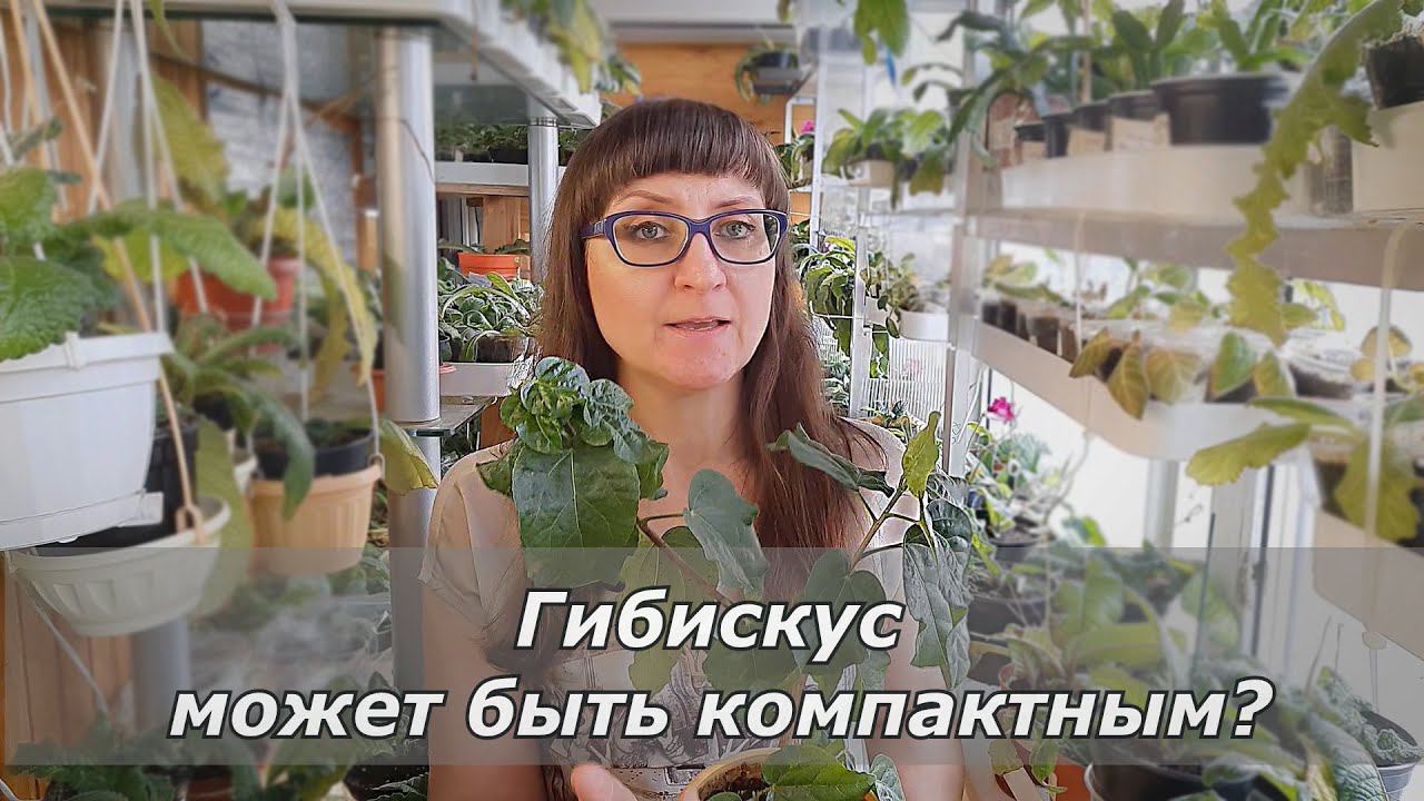 Компактный гибискус - это реально.