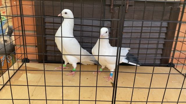 Бакинские голуби старопородные24-10-2023