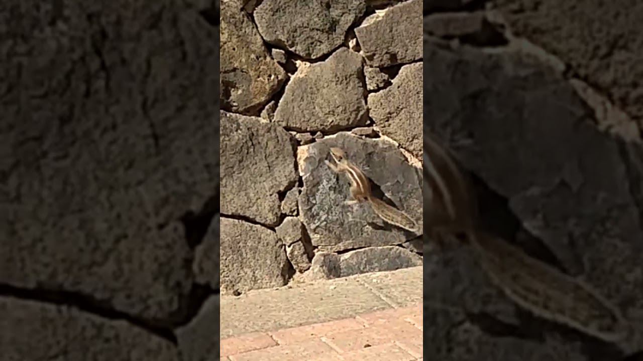 Бурундук в Испании #shorts