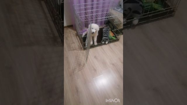 Итальянская овчарка Велес