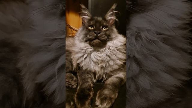 Maine Coon Male Maritaicor , Litter J.