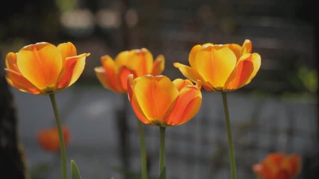 Aversuz. Flowers.