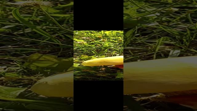 ❗Дубовики обыкновенные❗ #shorts #video #short #fun #funny #грибы #shortsvideo #природа #nature #лес