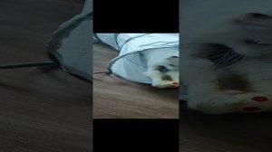 VID_20230726_065327.mp4
