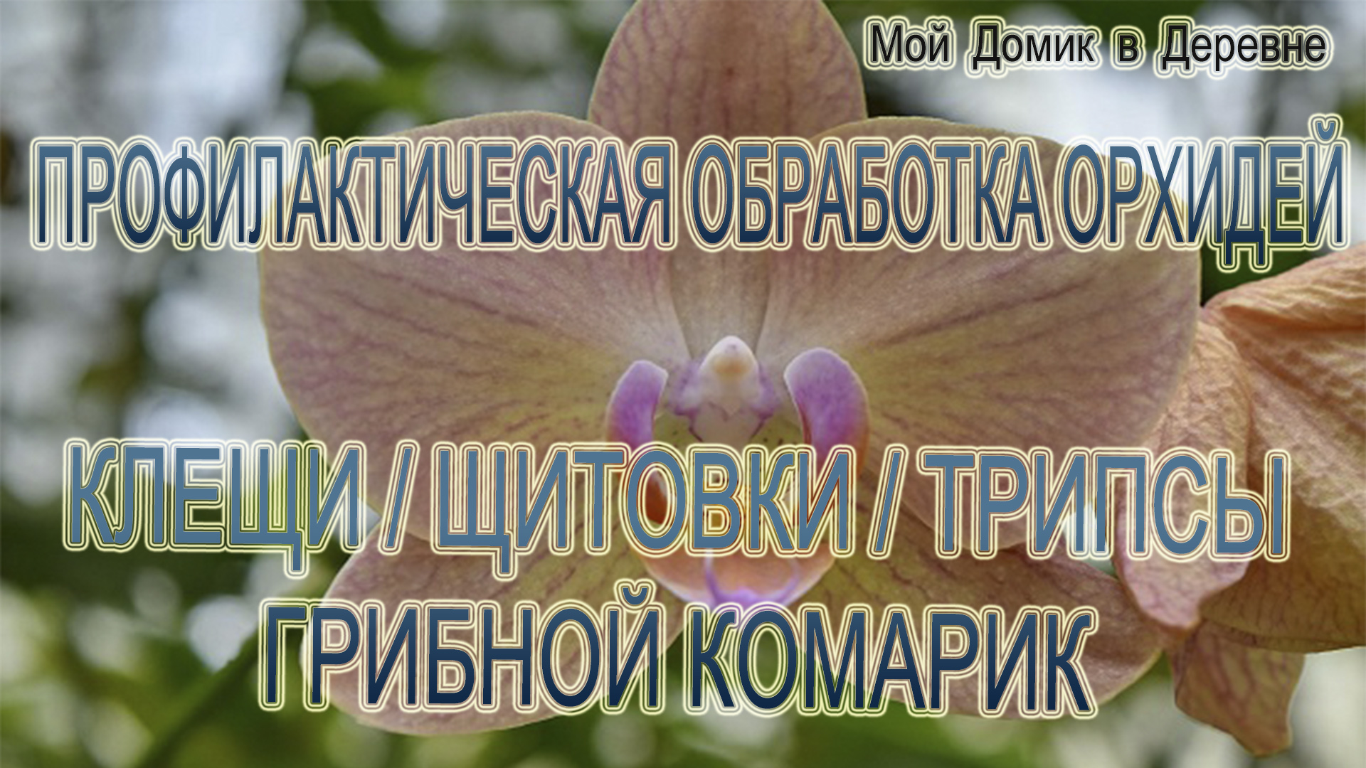 ОБРАБАТЫВАЕМ КУПЛЕНЫЕ ОРХИДЕИ СРАЗУ ПОСЛЕ ПОКУПКИ _ КЛЕЩИ _ ТРИПСЫ _ЩИТОВКИ _ ГРИБНОЙ КОМАРИК.mp4