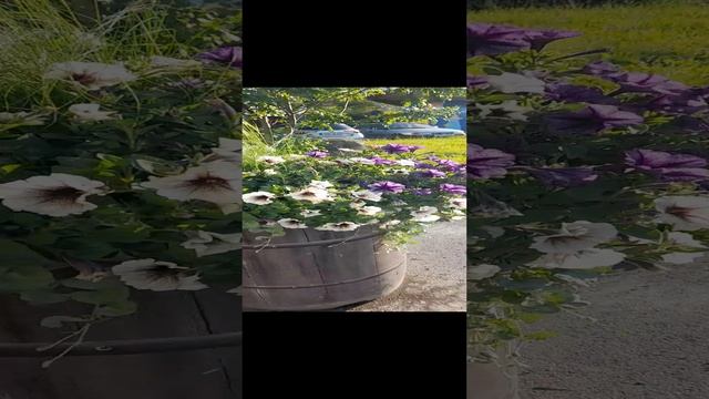 20230715_201546
А так у вас сажают цветы в бочках?