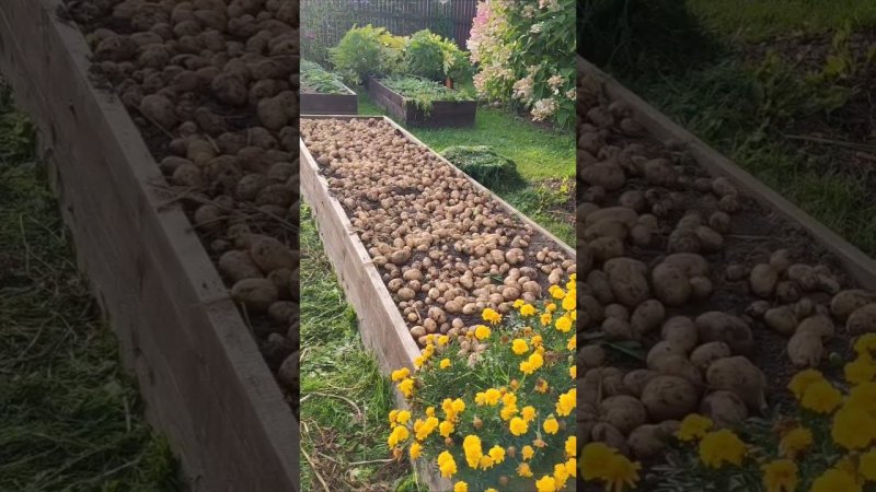 Урожай картошки, выращенной под соломой. Сорт Импала