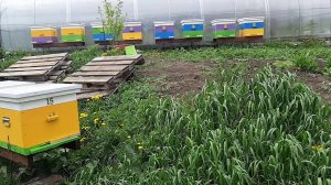 Установка ульев на стационарные стойки