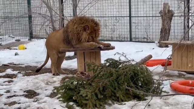 Симба трапезничает