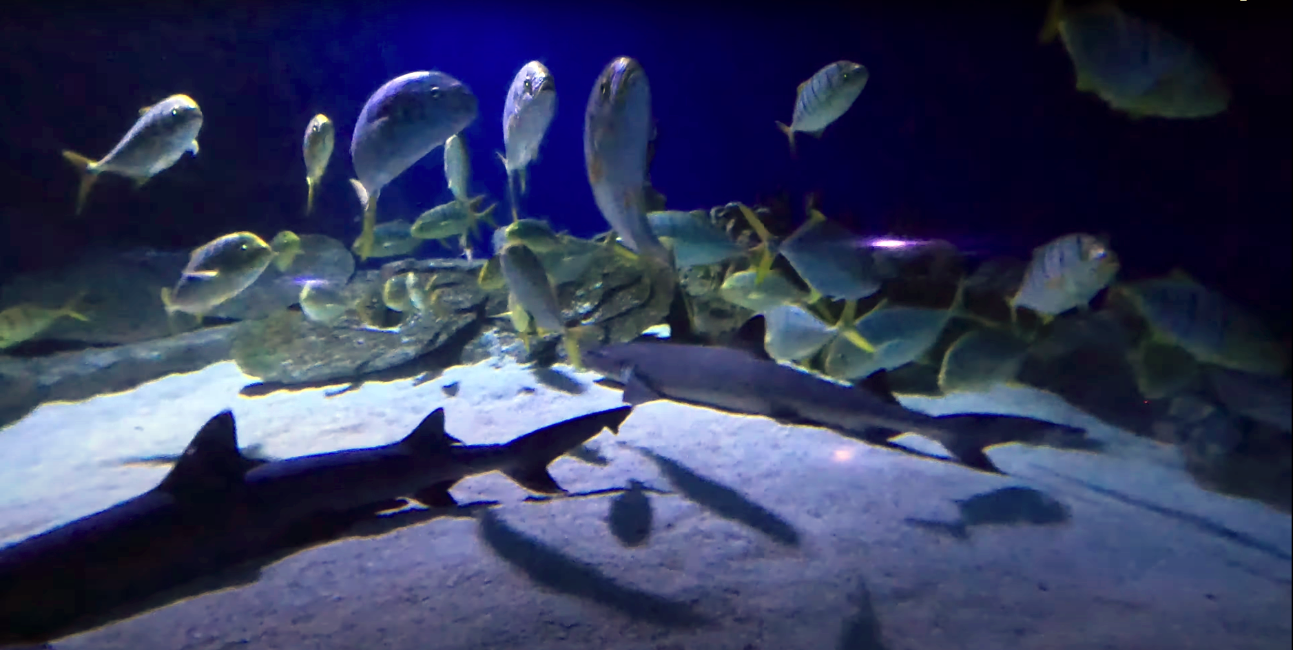 Aquaria океанариум в Куала Лумпуре