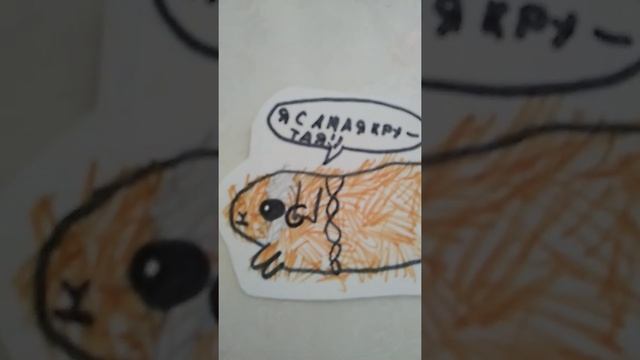 люблю рисовать морских свинок