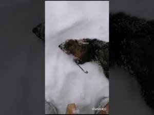 Соболь примёрз, что делать