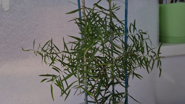 Мелалеука СП 5