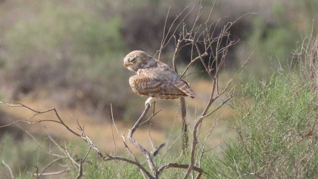 Домо́вый сыч[1] (лат. Athene noctua)