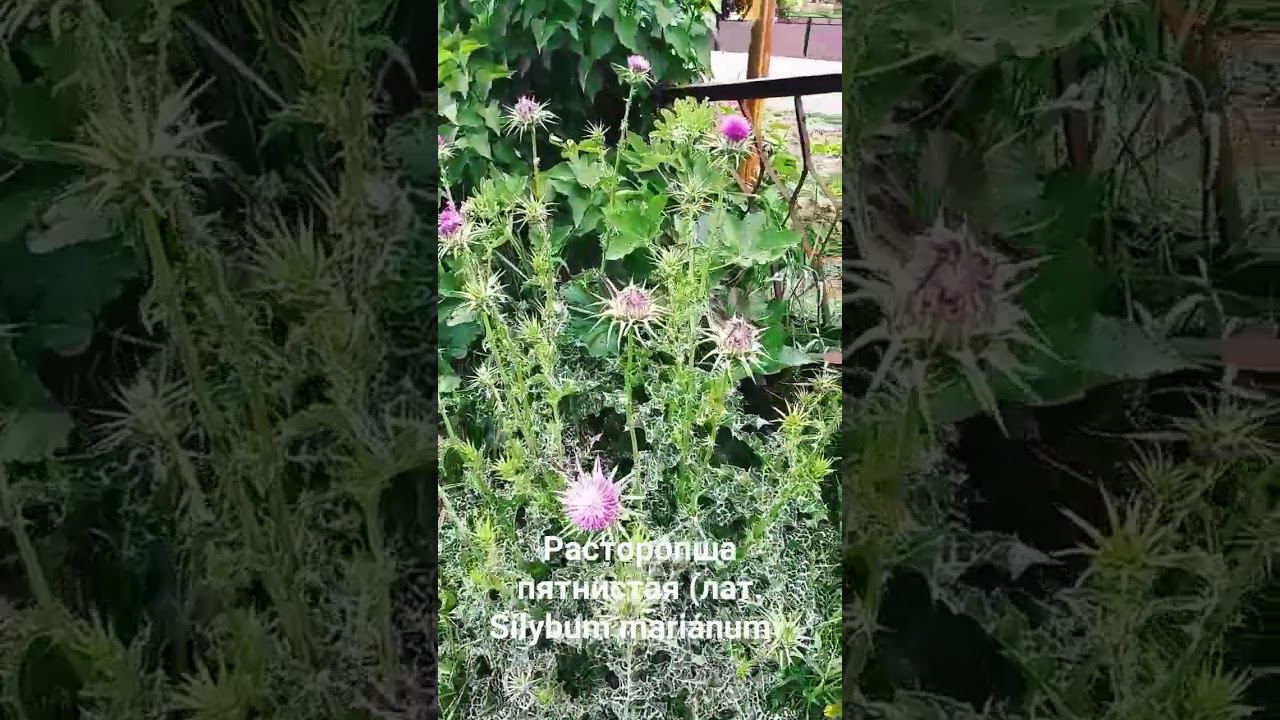 Расторо́пша пятни́стая (лат. Sílybum mariánum)