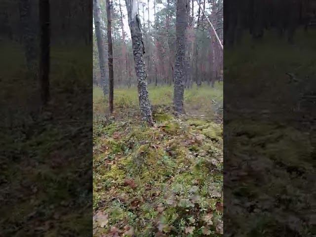 29.08.10. Болото. Брусника. Писанец
