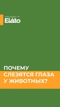Могут ли выделения из глаз быть причиной аллергии на корм?