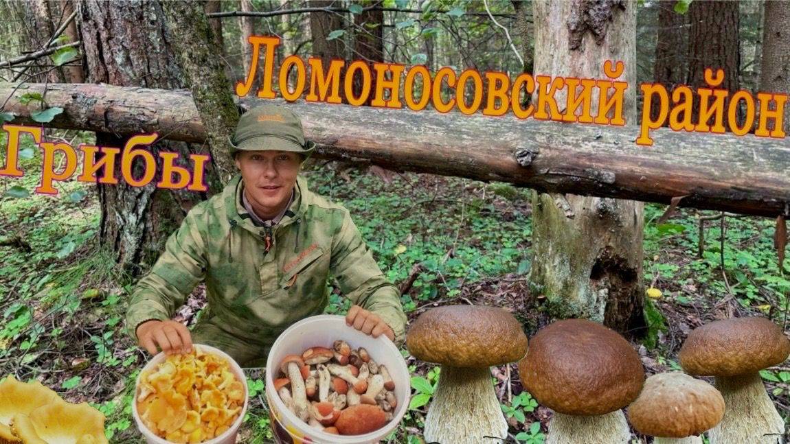 Грибов много и разные после хороших дождей. Белые, подосиновики, лисички. Лес Ломоносовского района.