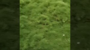 VID_22441126_123501_800.mp4