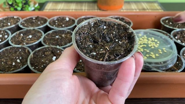 Сеем перцы?️. Рамиро и Красный толстостенный из магазинных плодов.