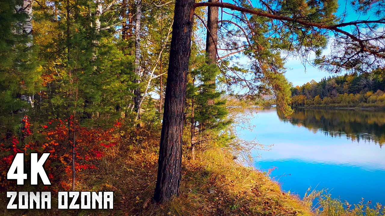 Солнце ещё греет. Золотая осень. Голоса птиц. Утки, дятел, поползень, кукушка