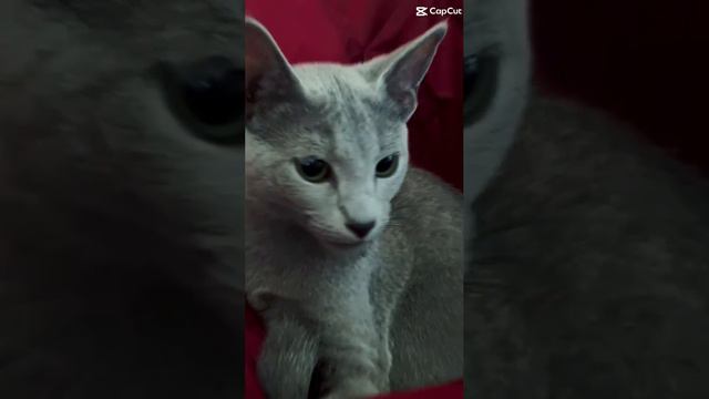 Коты и кошки. Котенок Дорофей породы Русская голубая кошка.