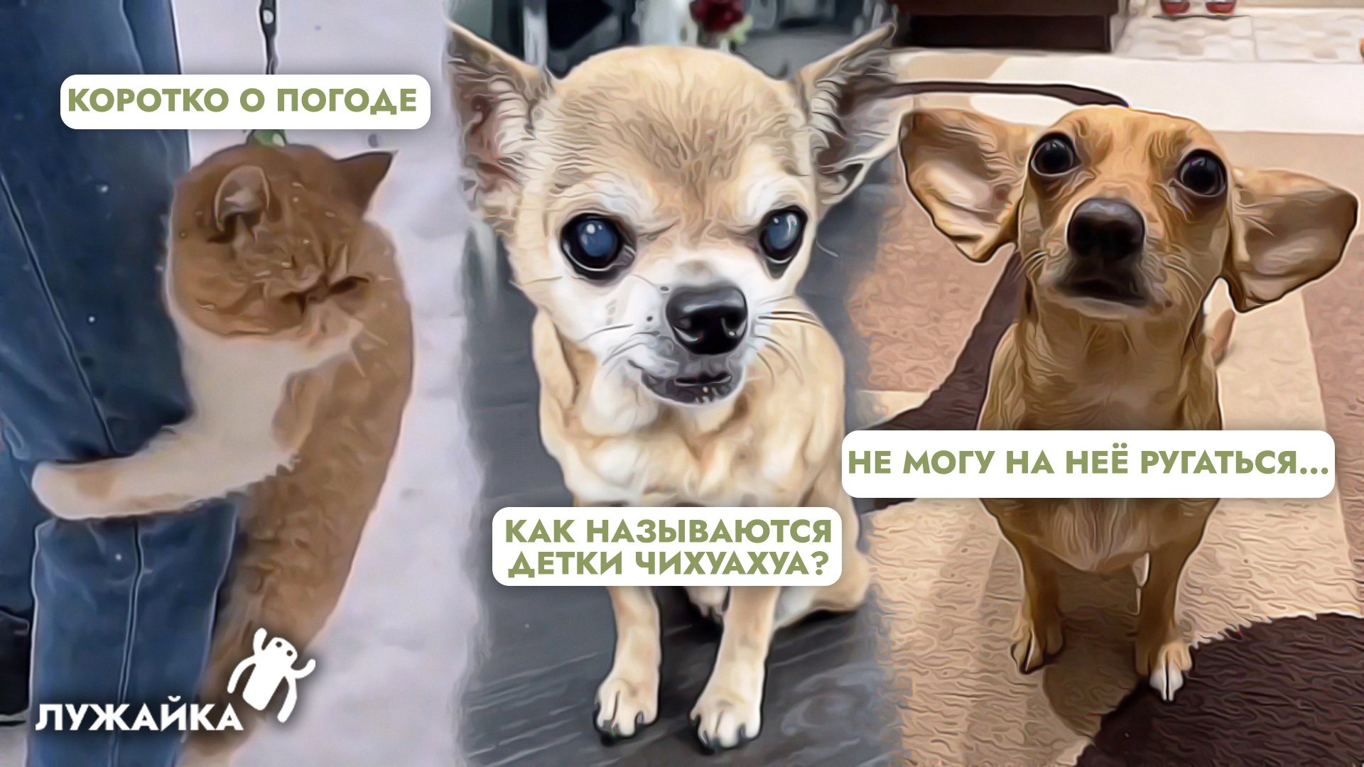 Смешные животные – хитрый поедатель колбасы, не кошачья погода, и как зовут щенков чихуахуа?