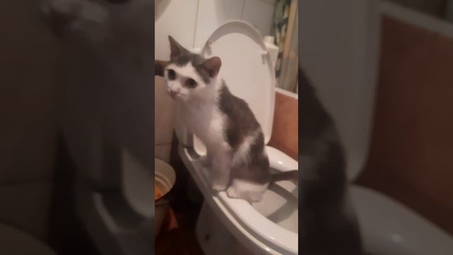 Умный котик/Залипательные ролики о котах, кошках и других домашних животных/