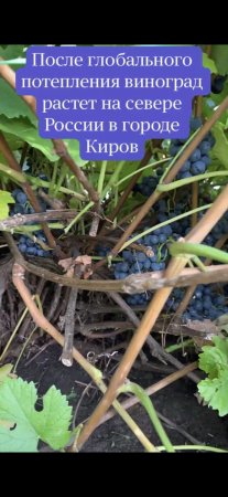 Виноград теперь растёт на севере России в городе Киров (Кировская область )