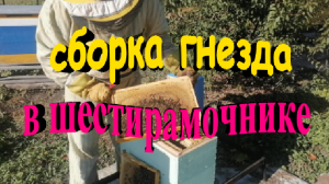 Сборка гнезда пчел в шестирамочнике
