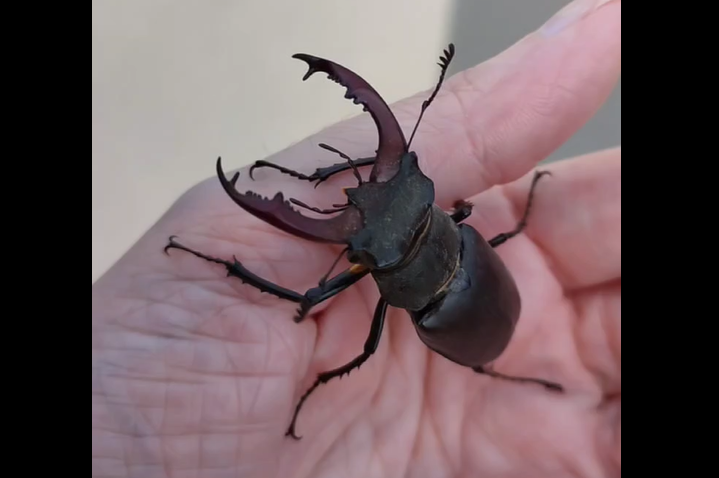 Миссия: спасти жука!