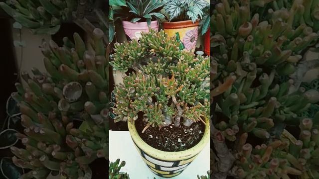 Crassula Ovata Gollum u Orejitas de Shrek Suculenta Fácil de Propagar👍  #crassula #orejitasshrek