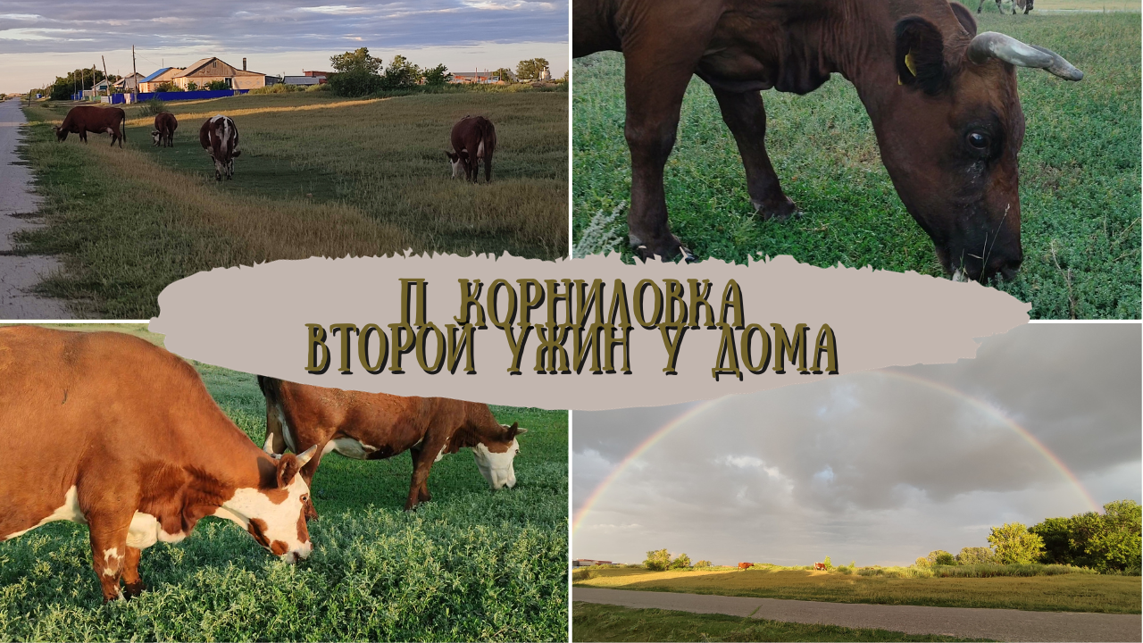 Казахстанское село: Выпас коров